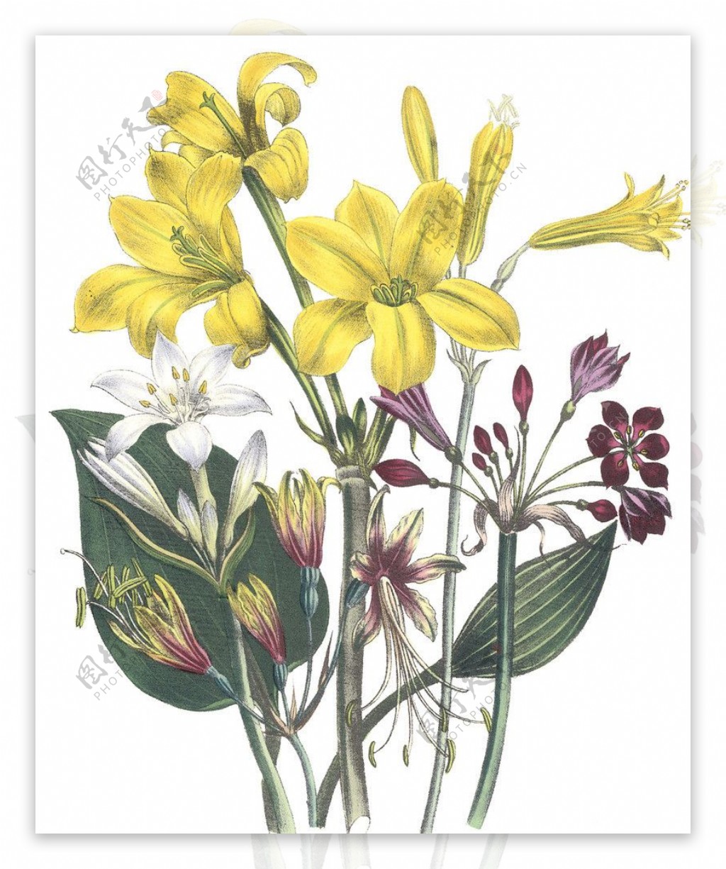 黄花图片素材-编号12118373-图行天下