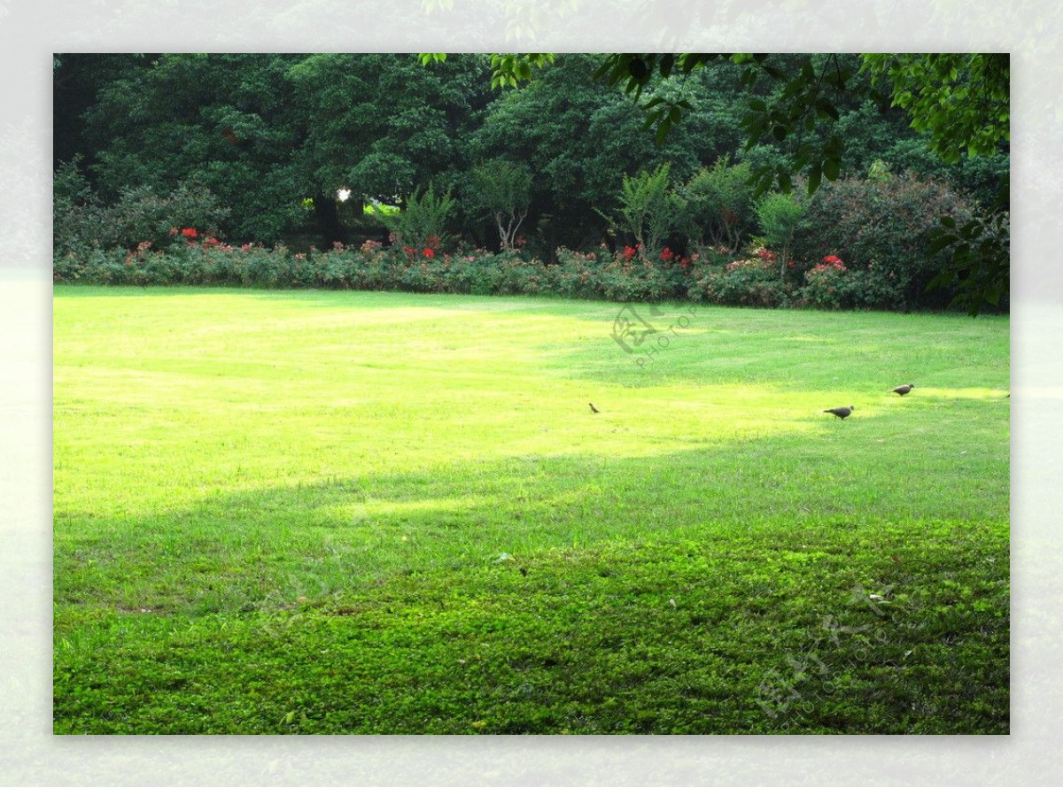 草地图片素材-编号12356643-图行天下