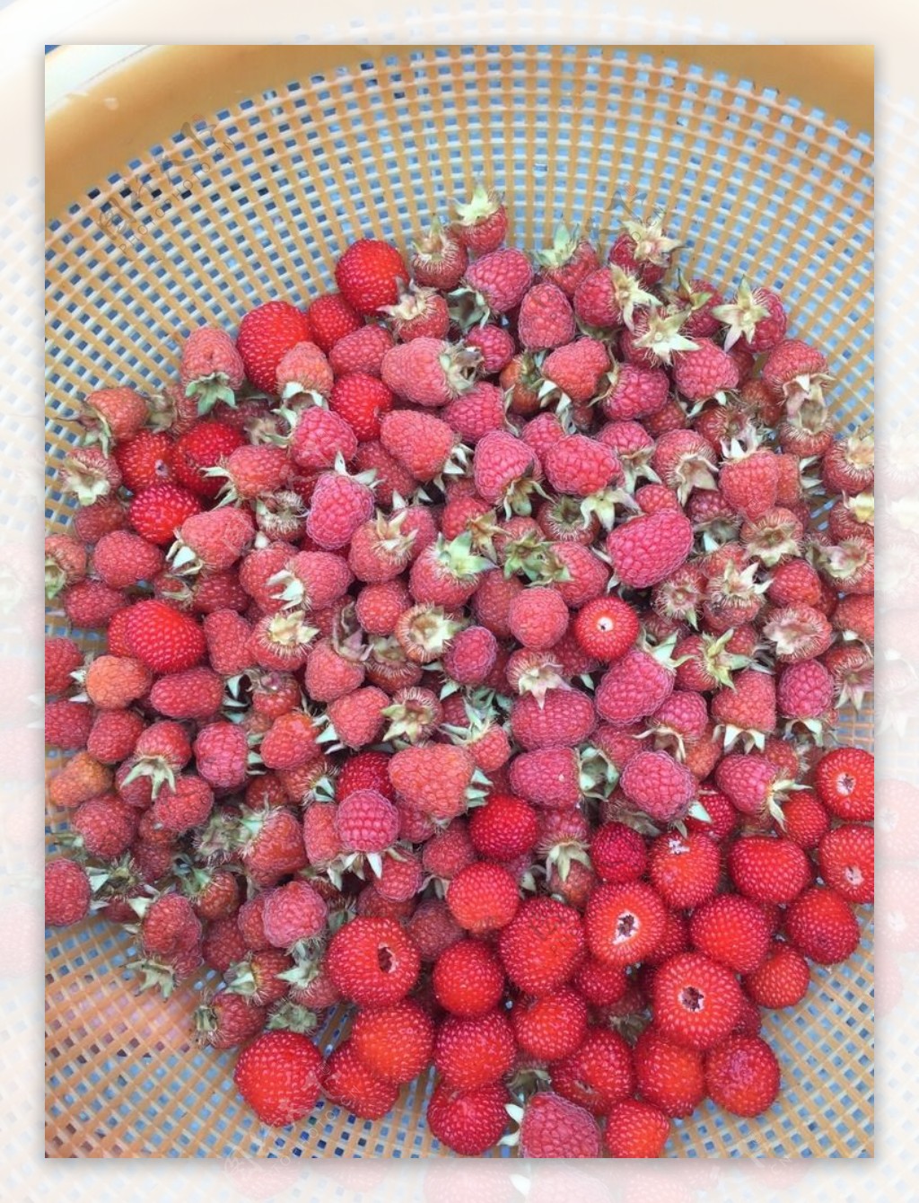 野草莓图片素材-编号13512733-图行天下