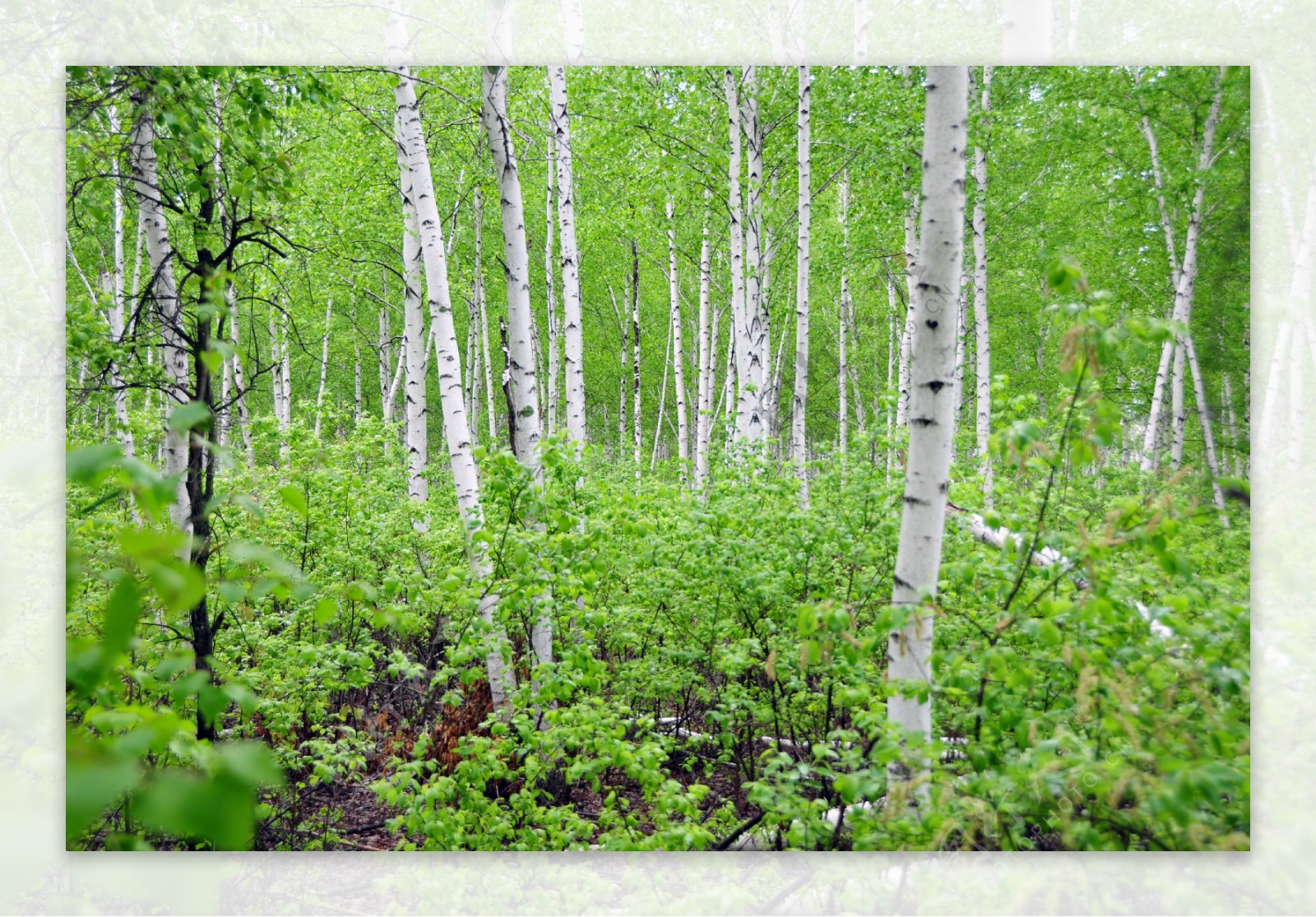 白桦树图片素材-编号15012013-图行天下