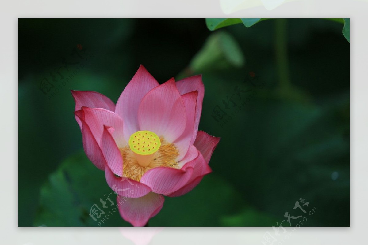 荷花图片素材-编号15150413-图行天下