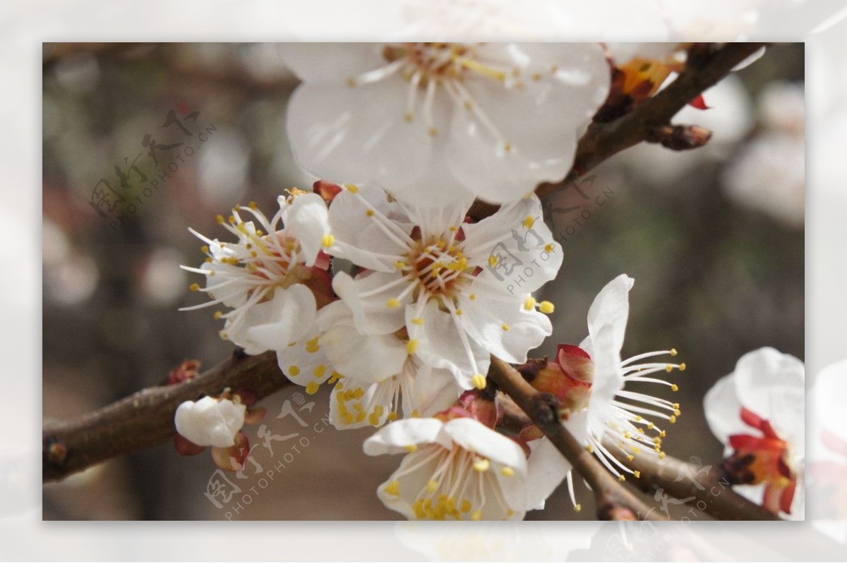 杏花白色花瓣图片素材-编号15269573-图行天下