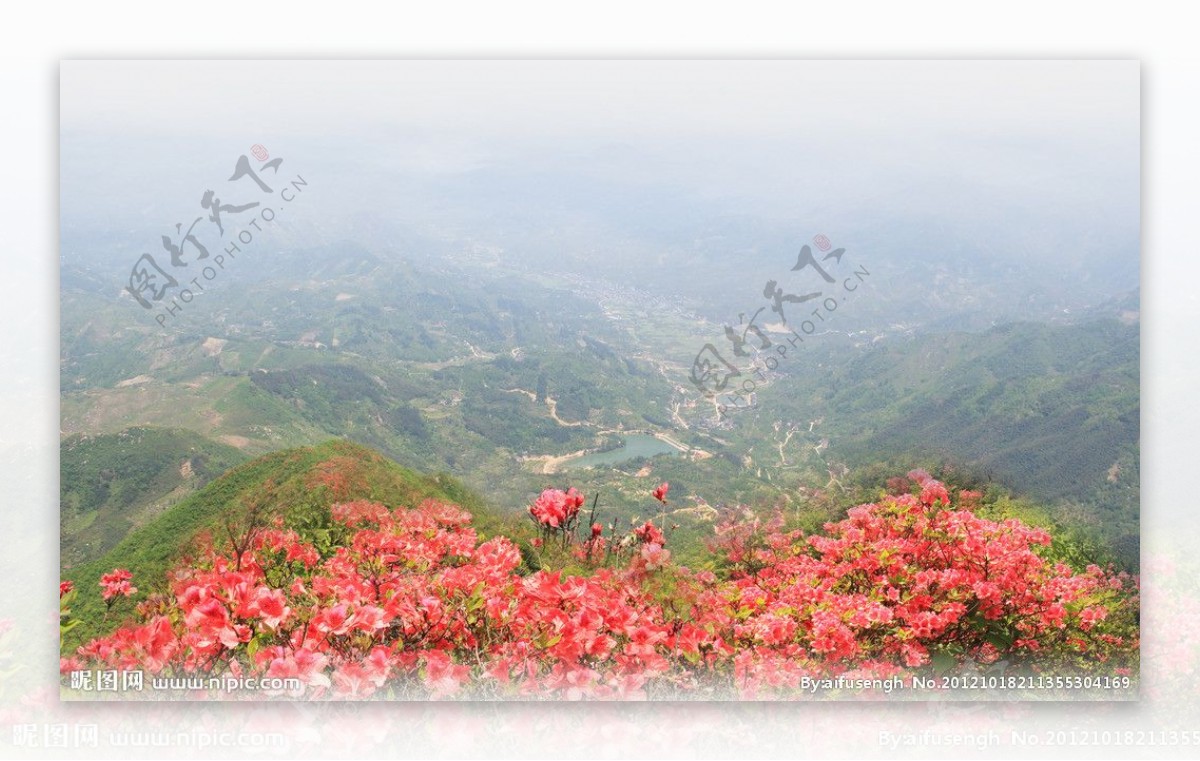 映山红图片素材-编号15571503-图行天下