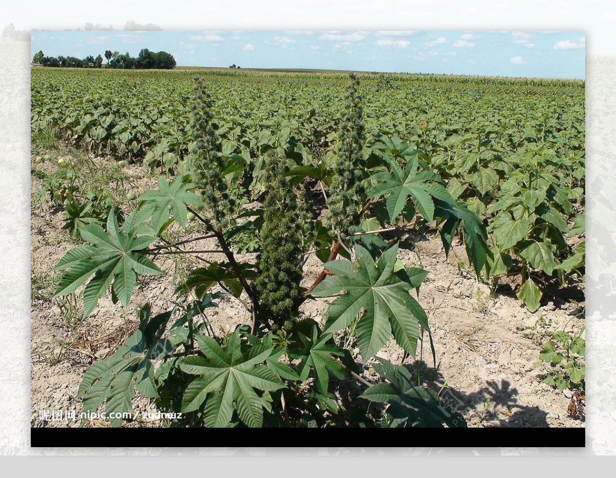 蓖麻图片素材-编号15943453-图行天下