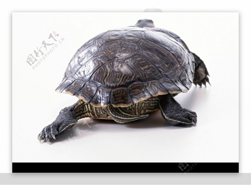 动物表情0252图片素材-编号20005493-图行天下