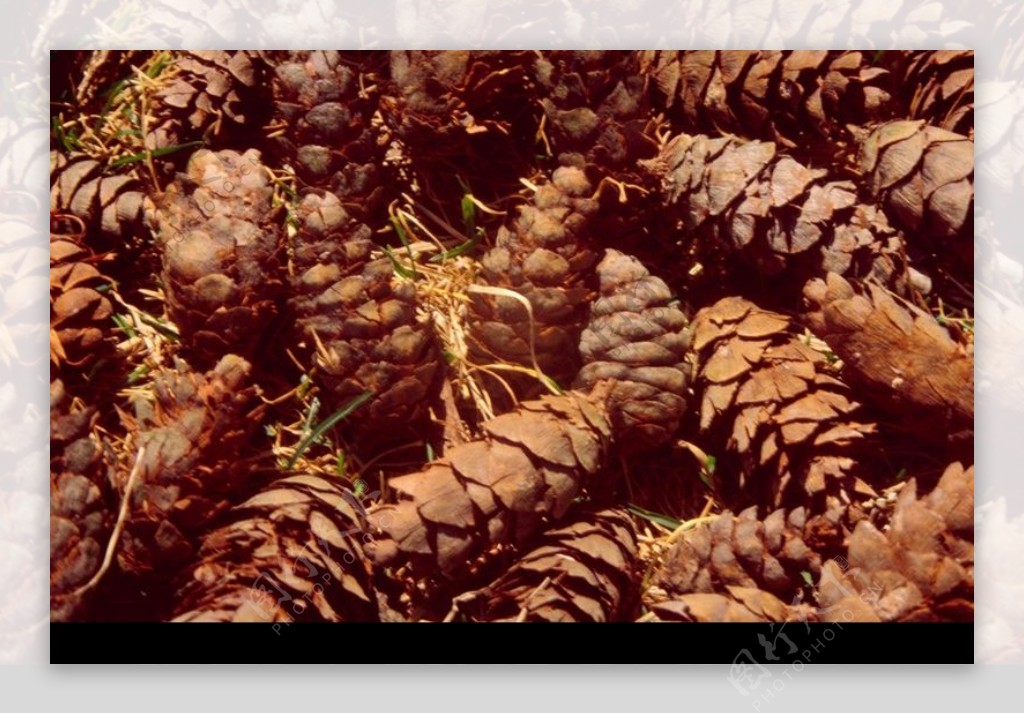 然花草0127图片素材-编号20047933-图行天下