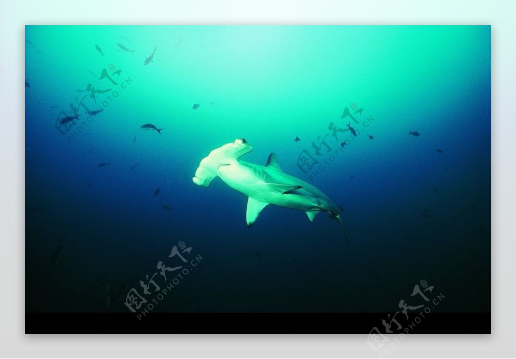 海洋生物0529图片素材-编号20265473-图行天下