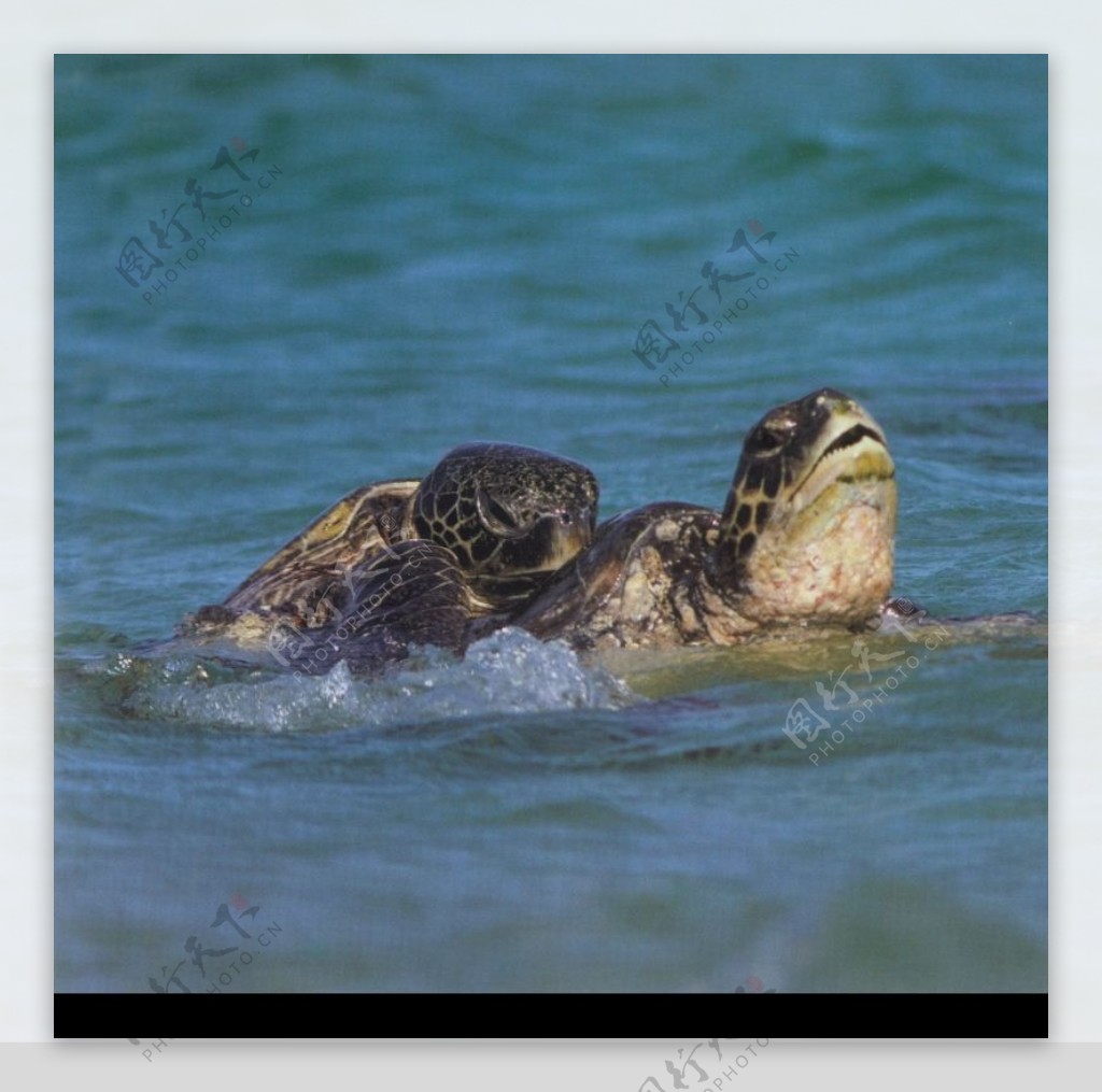 爬行动物昆虫0254图片素材-编号20281403-图行天下