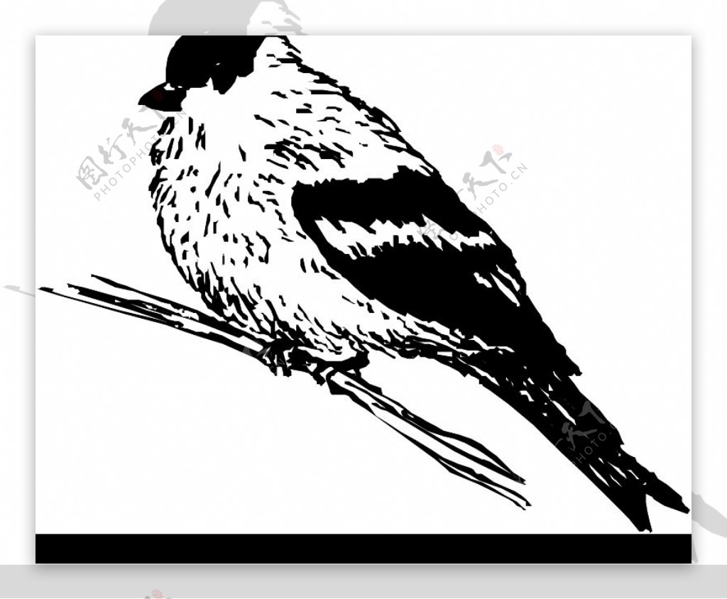 鸟类动物0137图片素材-编号20507763-图行天下