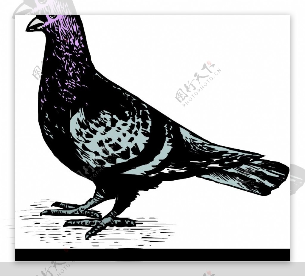 鸟的天堂0285图片素材-编号20836313-图行天下