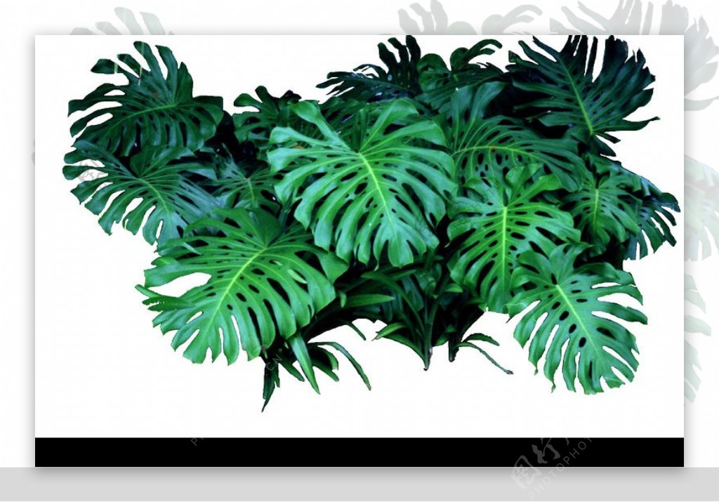 灌木0042图片素材-编号20945983-图行天下