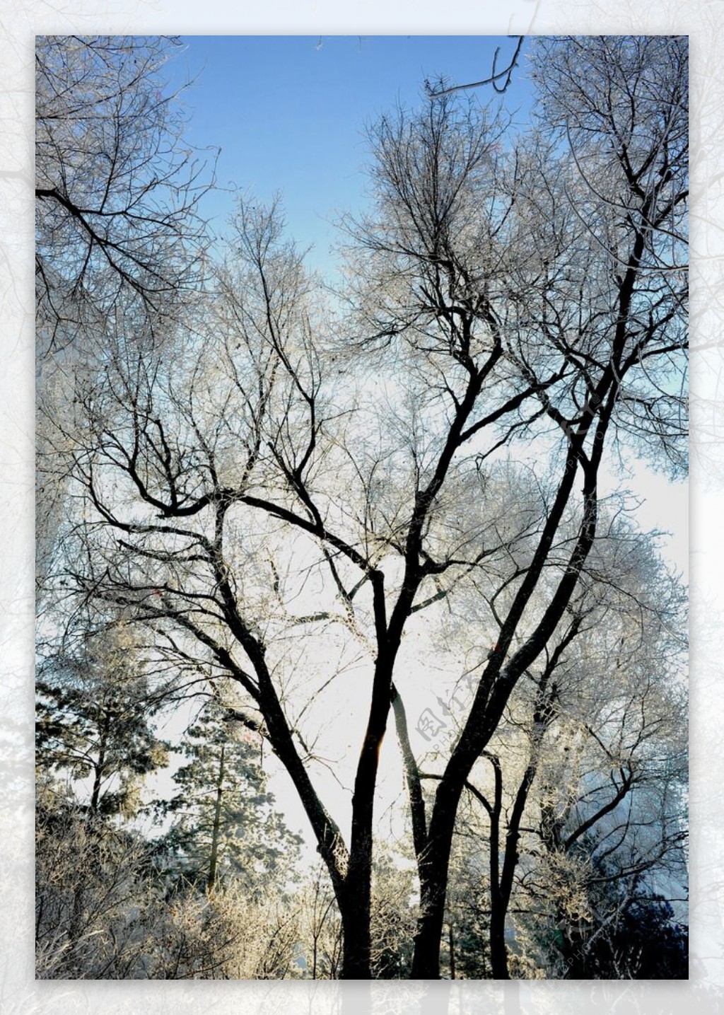冬日树荫图片素材-编号23036573-图行天下