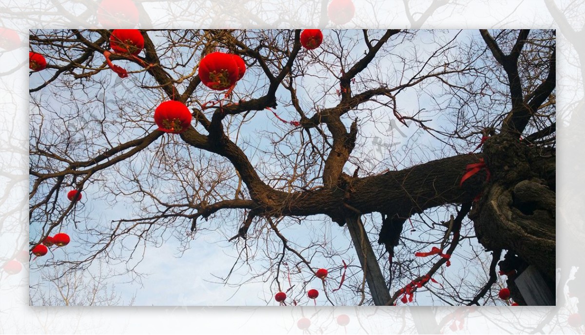 古树图片素材-编号24228003-图行天下