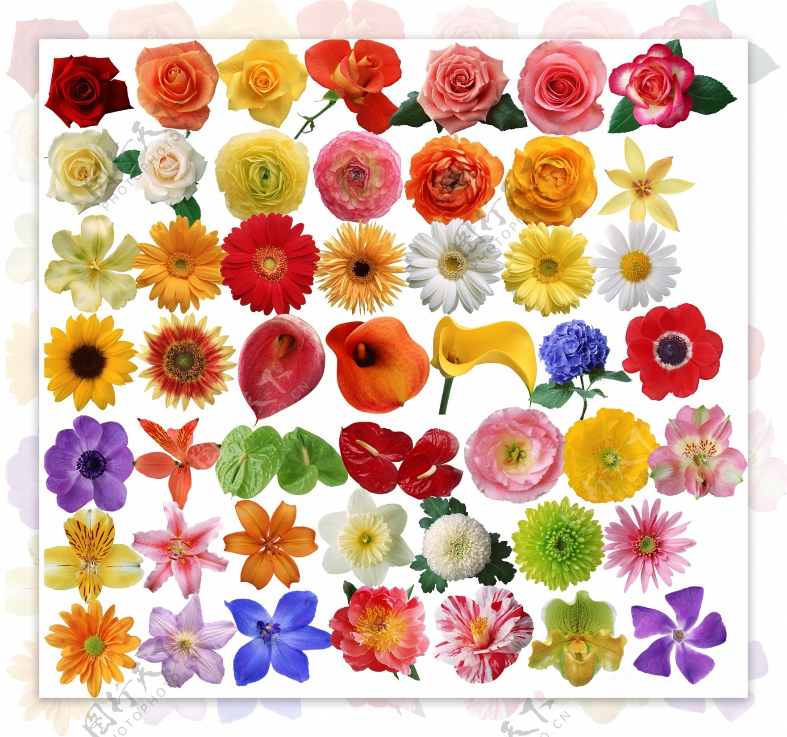 鲜花集锦图片素材-编号25378903-图行天下