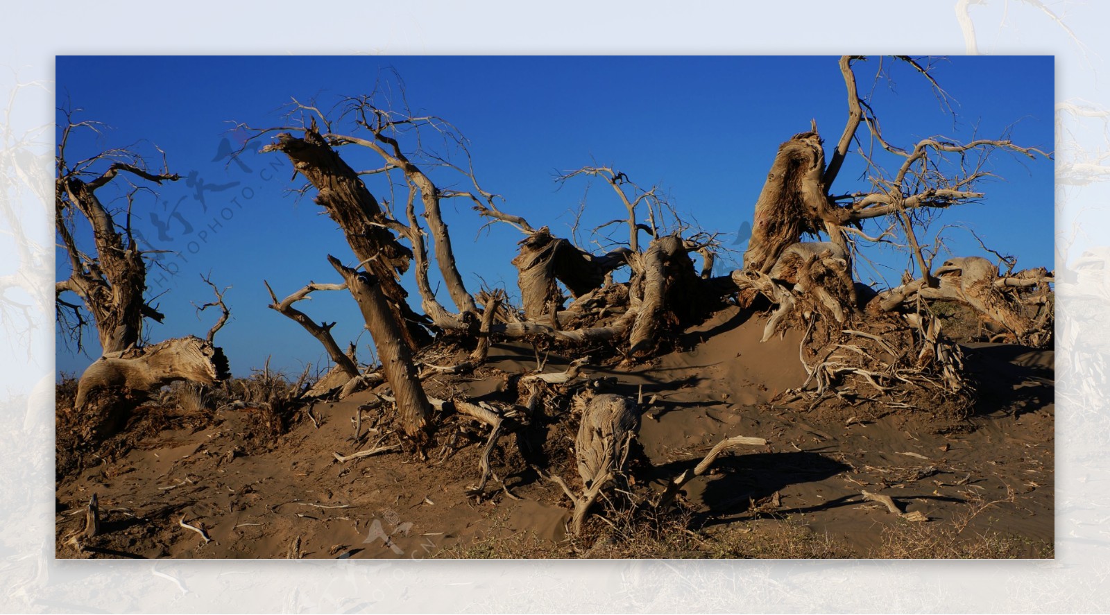 永远的胡杨林图片素材-编号28274343-图行天下