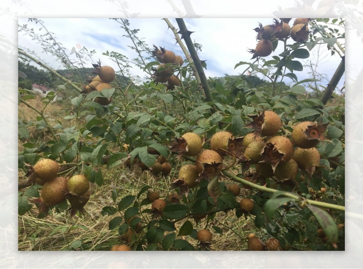 金刺梨图片素材-编号28725973-图行天下