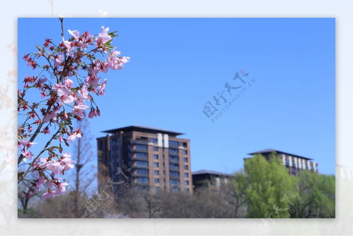 樱花图片素材-编号32341523-图行天下
