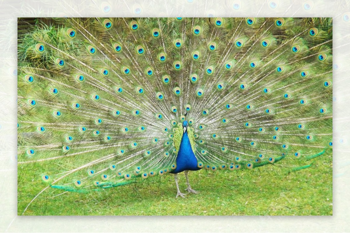 孔雀图片素材-编号36056333-图行天下