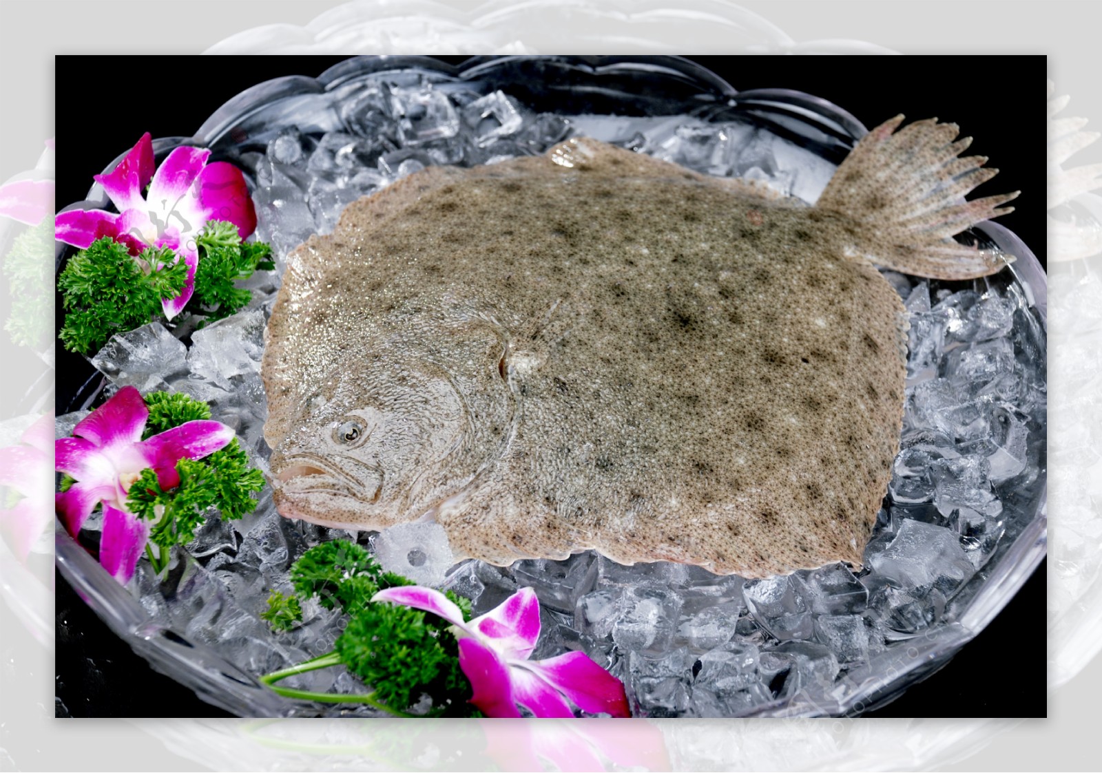 多宝鱼图片素材-编号36544343-图行天下