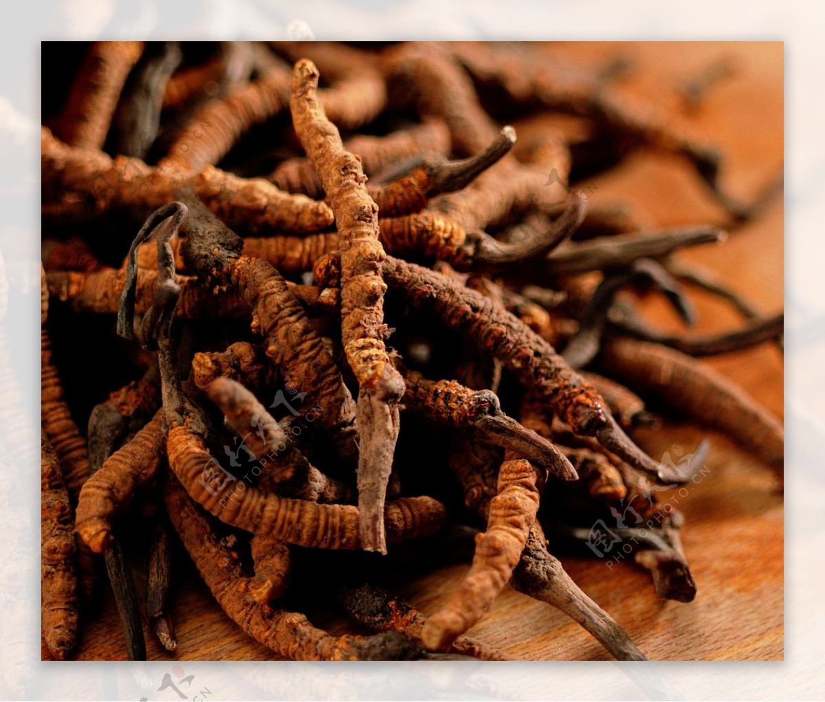 虫草图片素材-编号38625003-图行天下