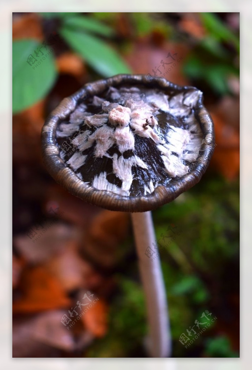 蘑菇图片素材-编号39172733-图行天下