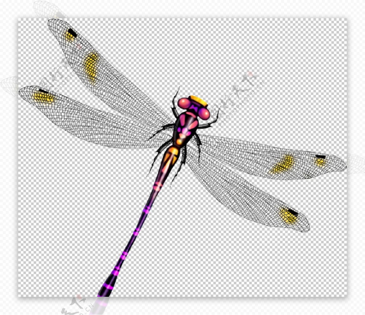 蜻蜓图片素材-编号39799203-图行天下